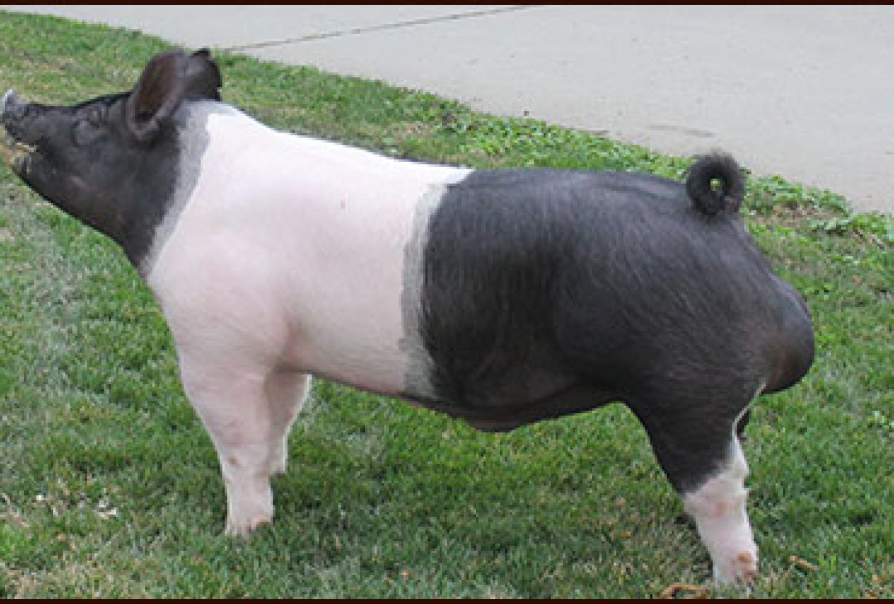 Reference Boars - Ottenwalter Showpigs