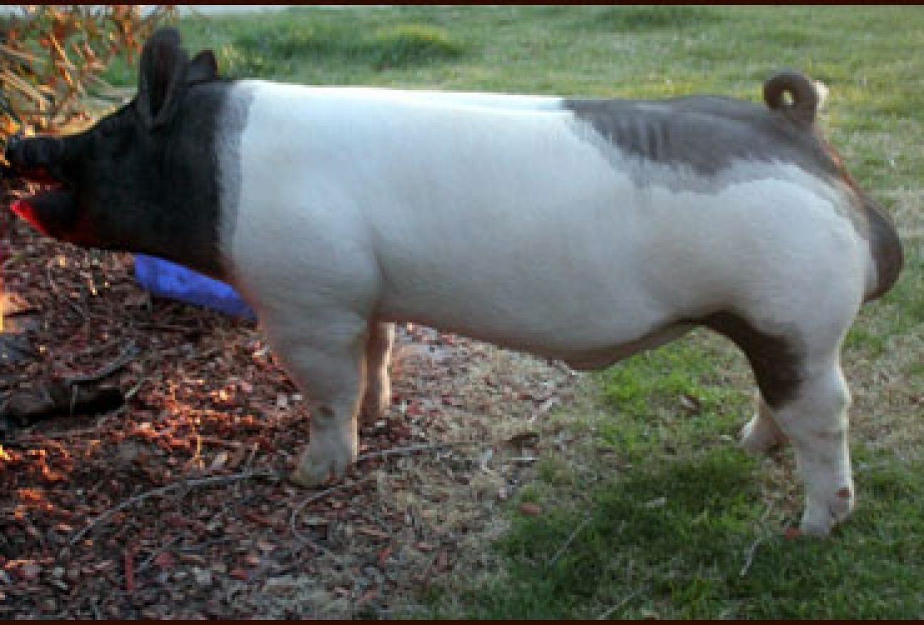 Reference Boars - Ottenwalter Showpigs