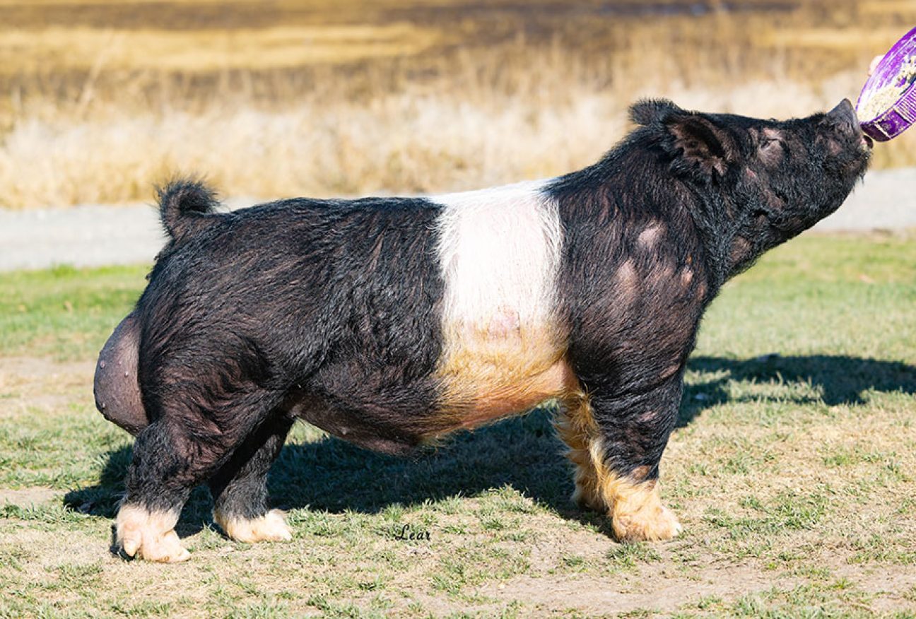 Boars On Stud - Ottenwalter Showpigs